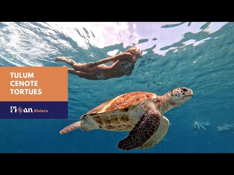 Excursion à Tulum, Tortues & Cenote par Pixan Riviera