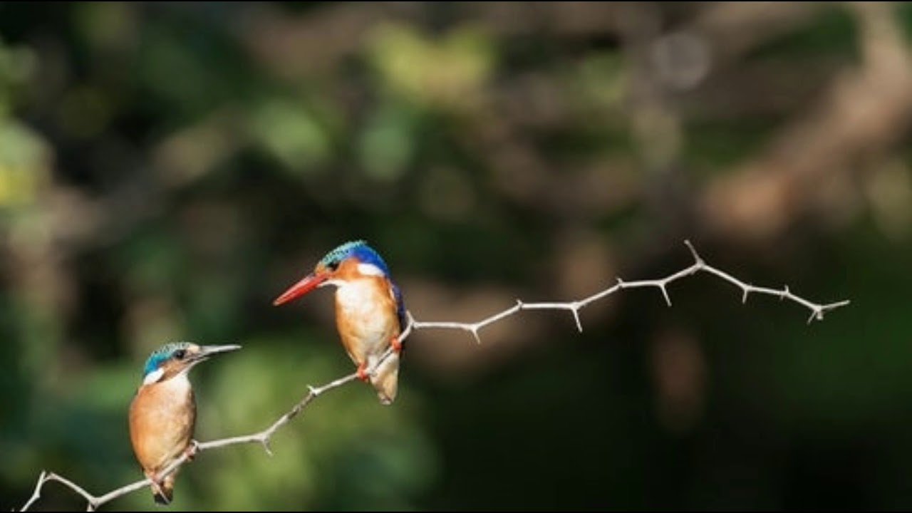 Linnet Birds: Bird Singing & Sounds - YouTube
