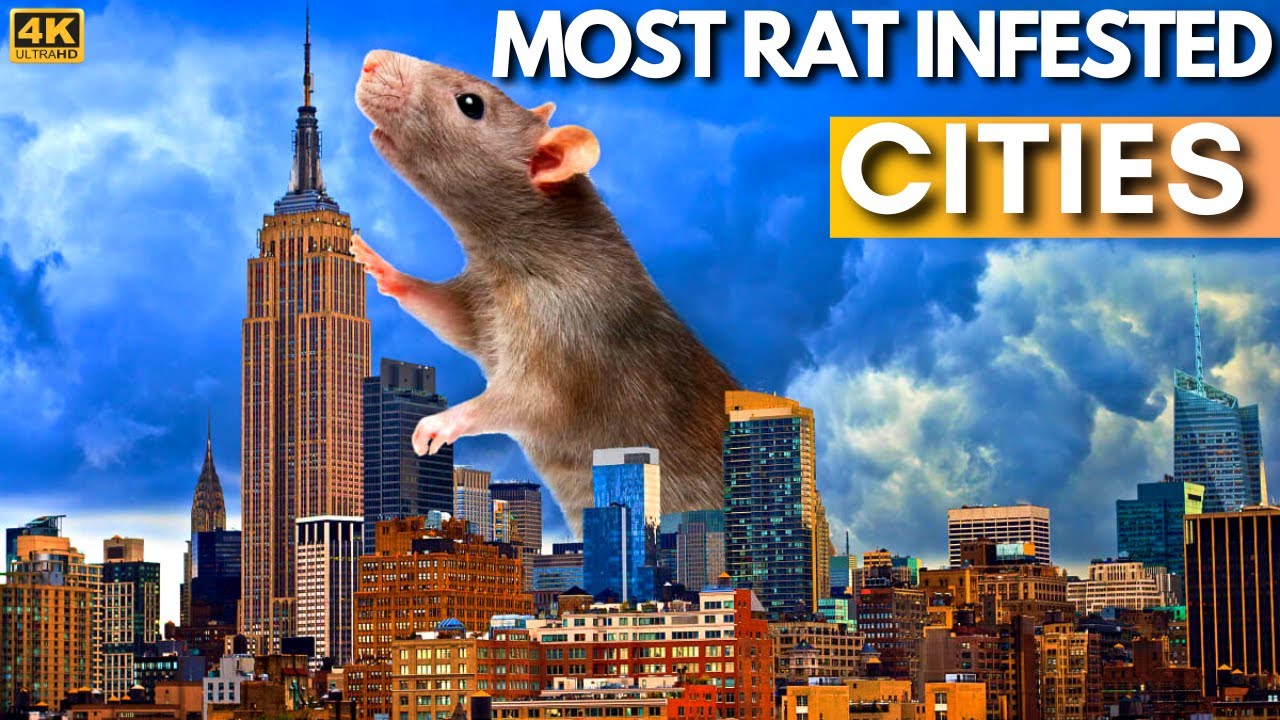 Top 10 Most RAT Infested Cities in the World in 2025 - YouTube