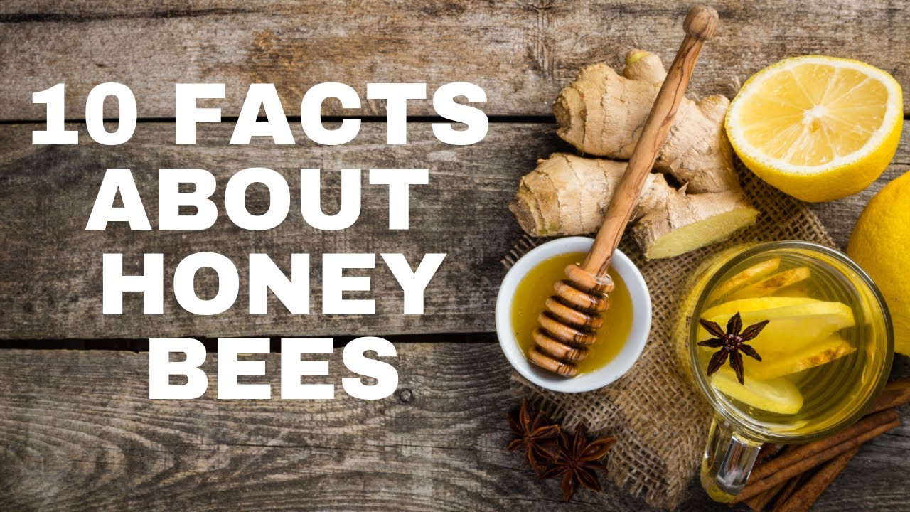 10 Facts About Honey Bees YouTube 10-facts-about-honey-bees-youtube