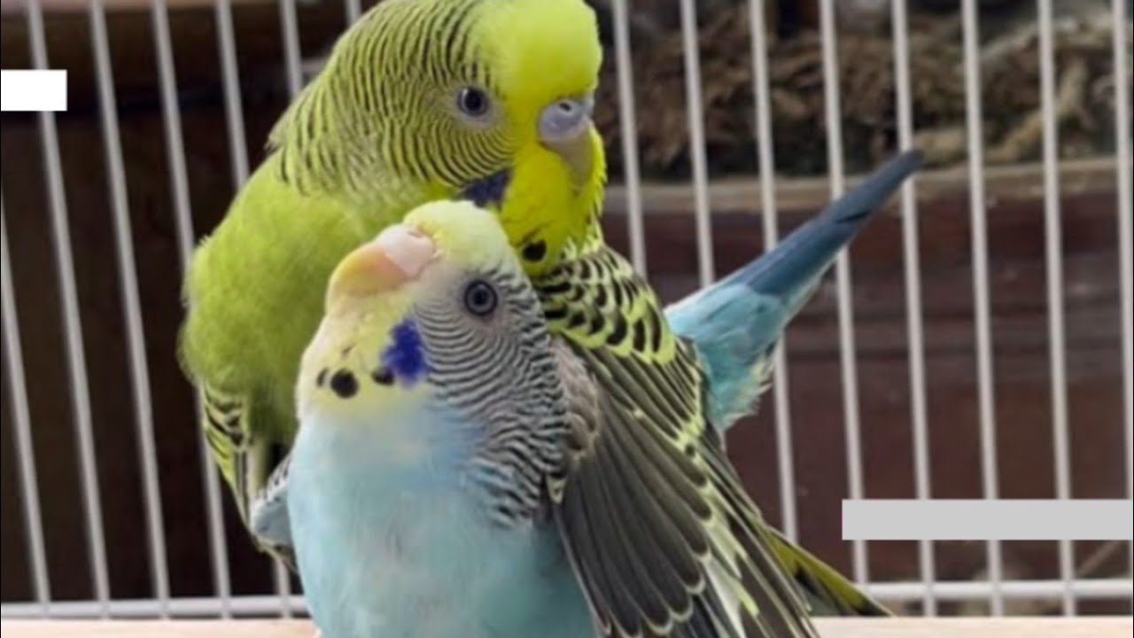 turquoise and jade the budgie on the perch 1 - YouTube