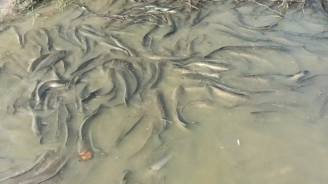 Unbelievable Fishing In |200 kg Murrel Fish Hunding Part 2 | Big Shoal ...