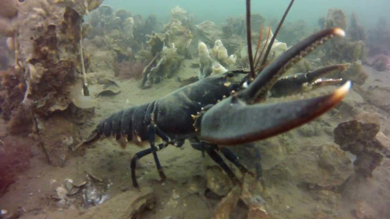 Kreeft in De Grevelingen - YouTube