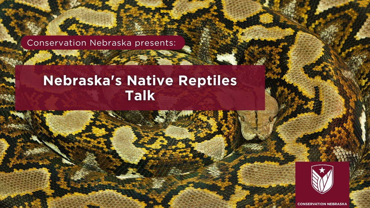 Nebraska's Native Reptiles Talk - YouTube