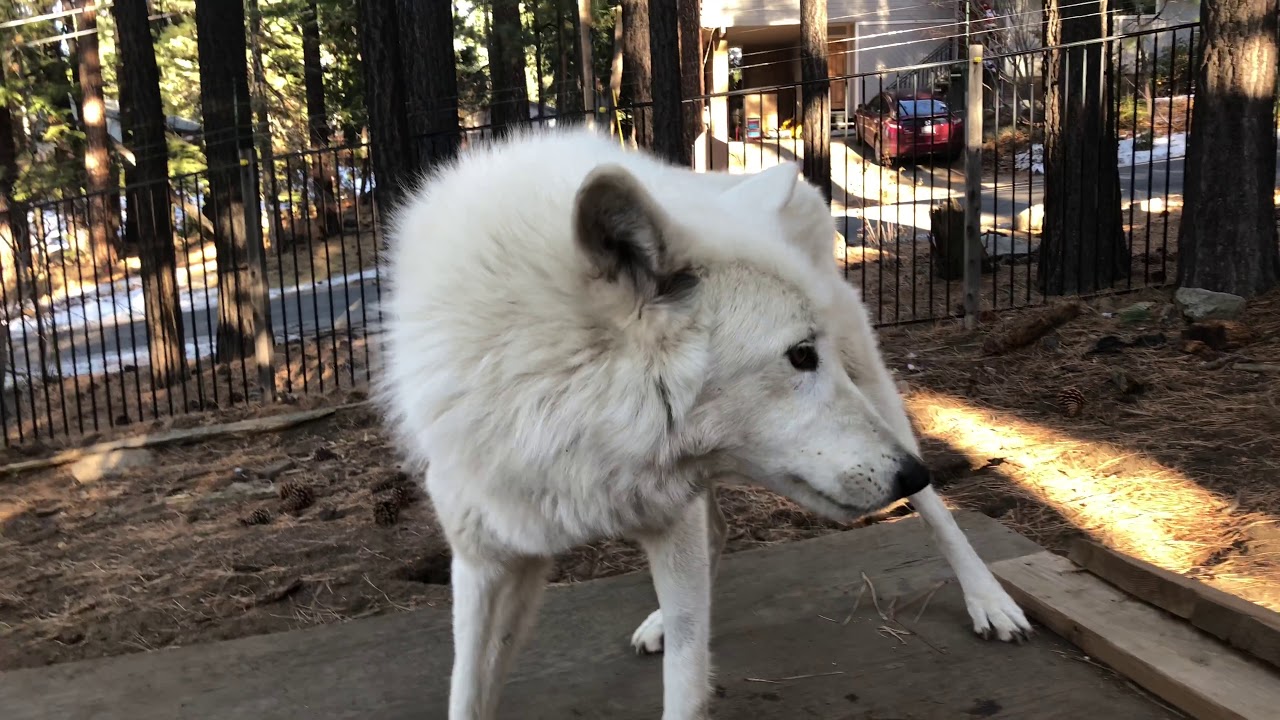 Wolf Scent Rolling - YouTube