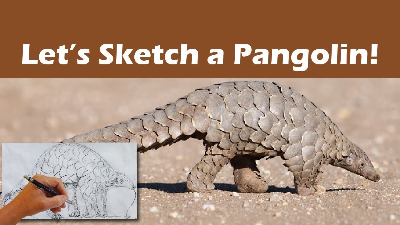Tree Pangolin Drawing