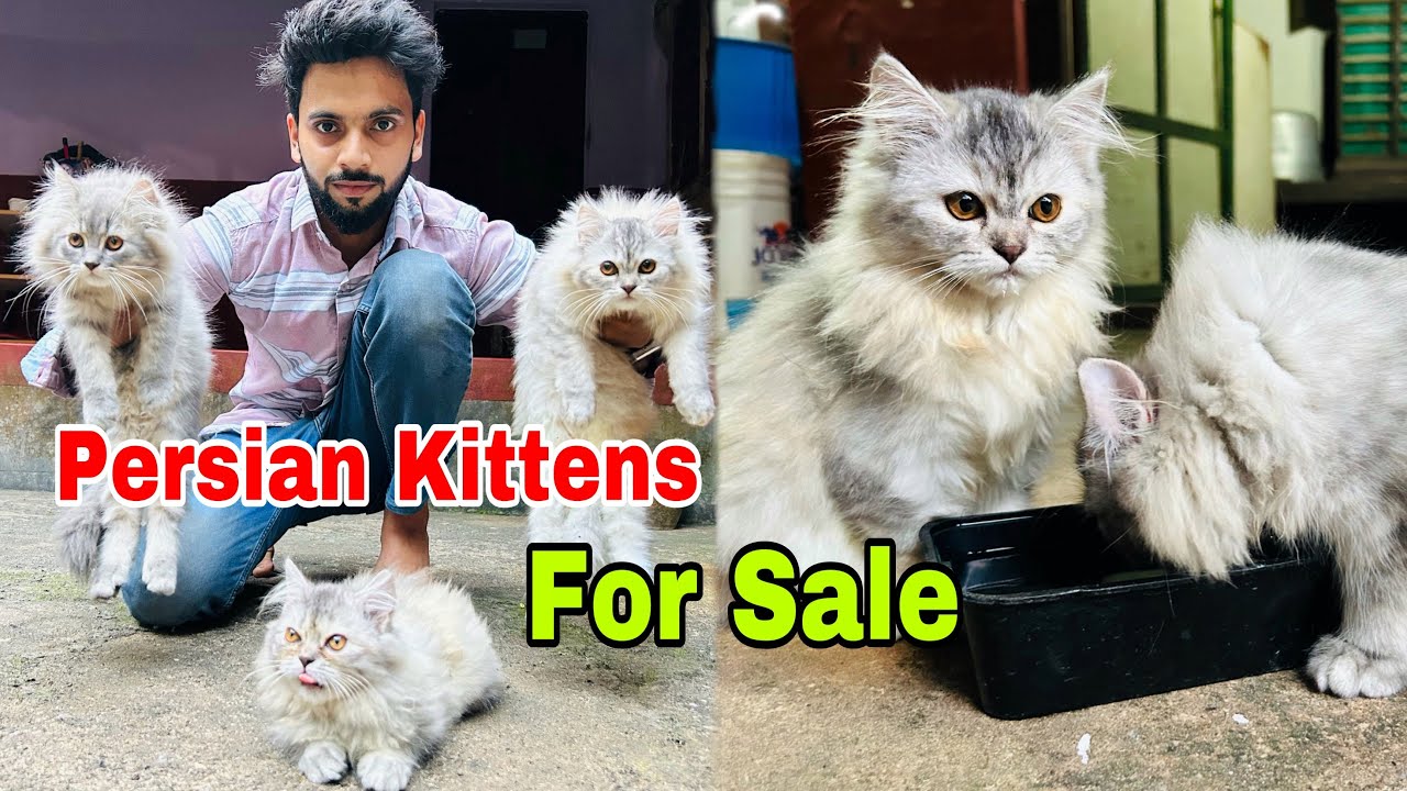 Persian Cats For Sale | Persian Kitten’s Cheap Price | persian cat ...