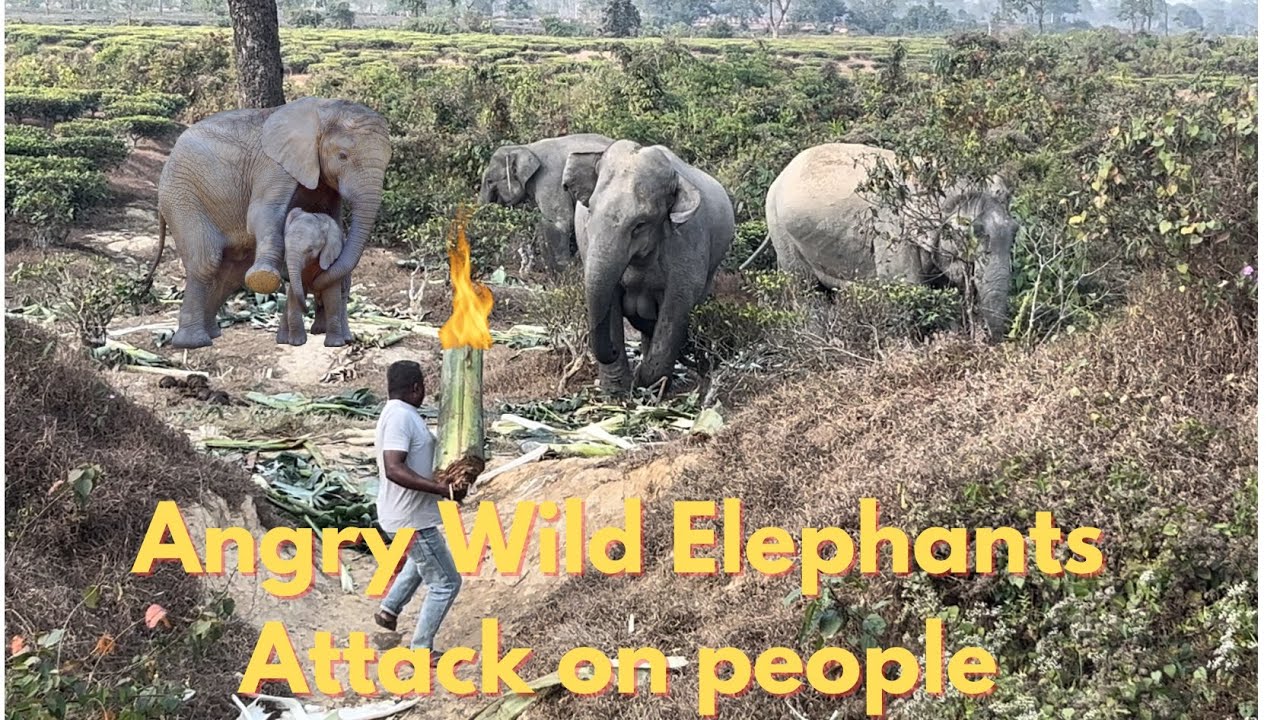 Angry wild elephants attack on people #elephant #animals #assam # ...
