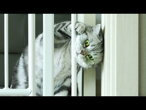 Bir kedi 7 cm boşluktan geçebilir mi? Cat Prison Break