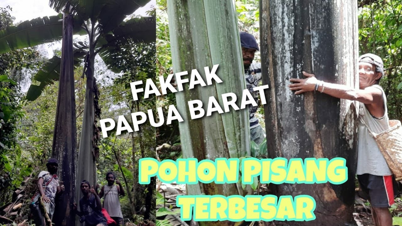 Pohon Pisang Raksasa Papua - MUSA INGENS - Fakfak Papua Barat - YouTube