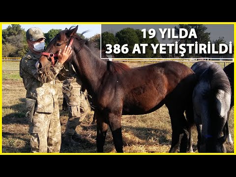Resmi Törenlerde Görev Alan Atları Yetiştiriyorlar