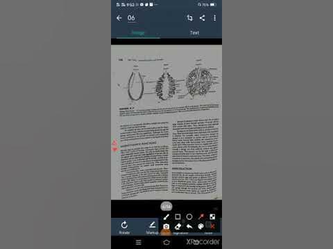 Multicellular and tissue level of organization. Phylum porifera. ADS ...