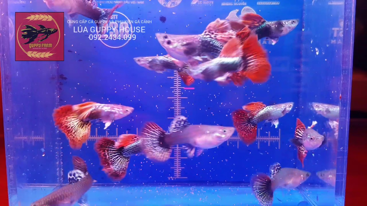 RED DRAGON HALFMOON BDS - YouTube