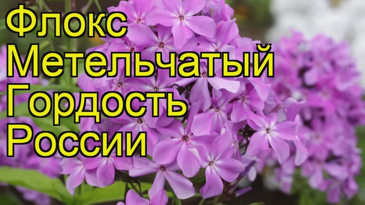 Флокс метельчатый Гордость России. Краткий обзор, описание phlox ...
