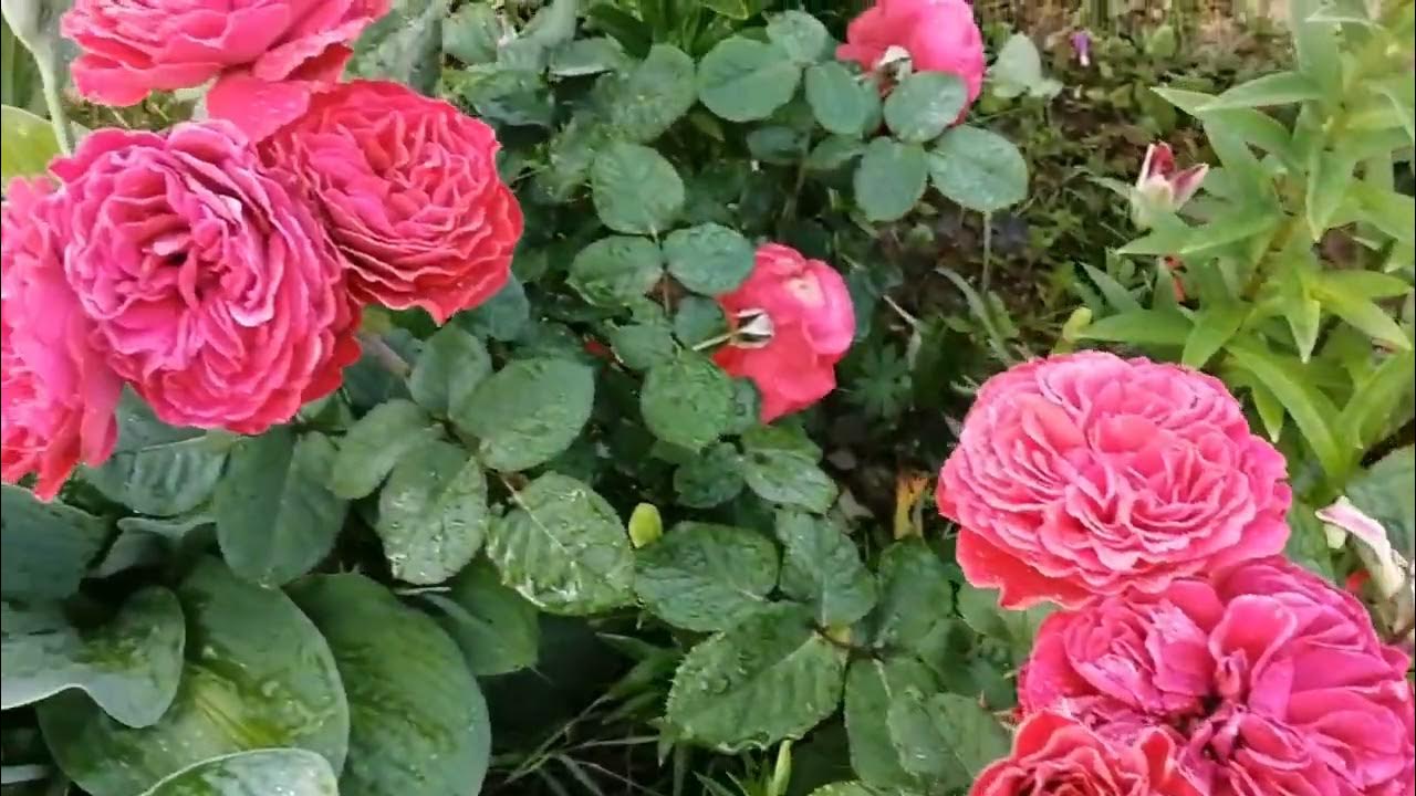 РОЗА - ОНА КАК ЖЕНЩИНА, ЖЕНЩИНА - ОНА КАК РОЗА. С ПРАЗДНИКОМ МИЛЫЕ ДАМЫ ...