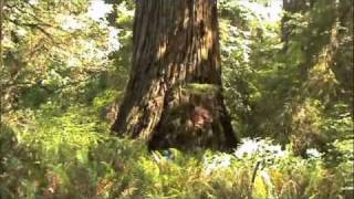 Grove of the Titans: Del Norte Titan