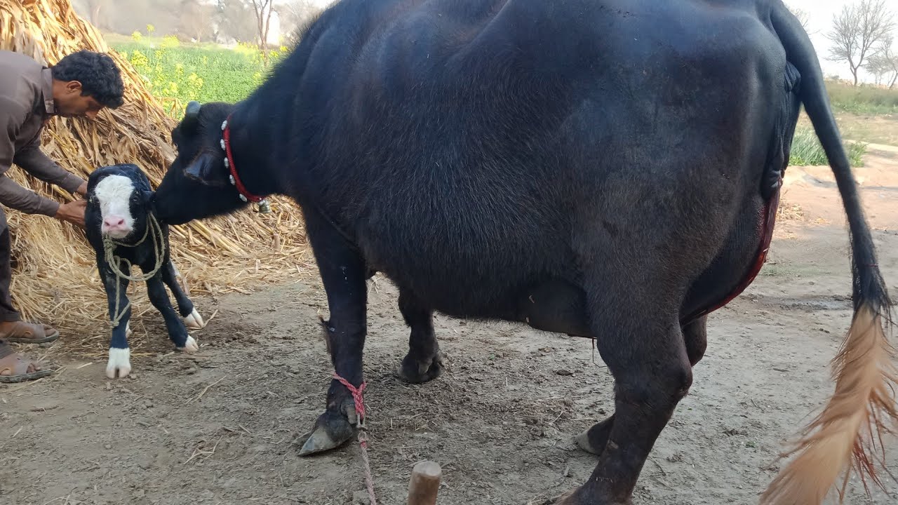 Beautiful buffalo nili Ravi ki and cow for sale on YouTube in Pakistan ...