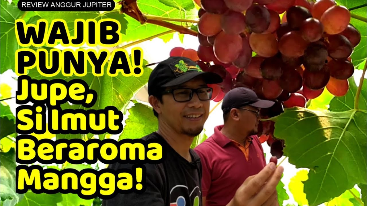 REVIEW RASA & BRIX ANGGUR JUPITER || Rasa Manis Aroma Mangga Gedong ...
