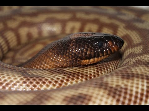 Polygenic Breeding With Black-headed Pythons: K Brothers Pythons: ep ...