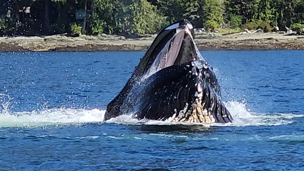 INSANE! Humpback Whale Sighting! Bubble-Net Feeding! Ketchikan, Alaska ...