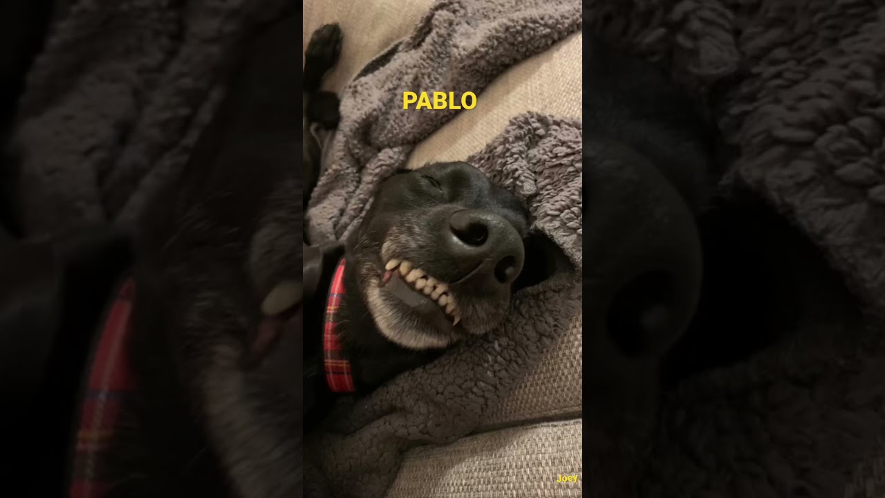 Pablo meme - YouTube