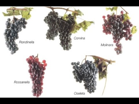 Corvina Grape
