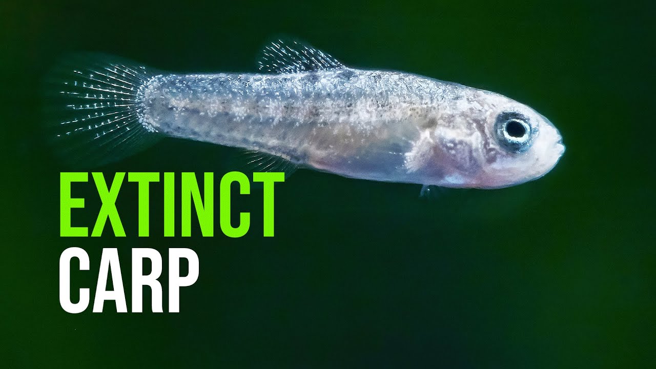 Extinct Fish Hatched at Zoo Schonbrunn - YouTube