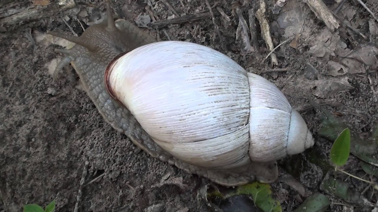 SNAIL, WHITE GIANT SNAIL (MEGALOBULIMUS), CARAMUJO GIGANTE BRANCO, ARUÁ ...