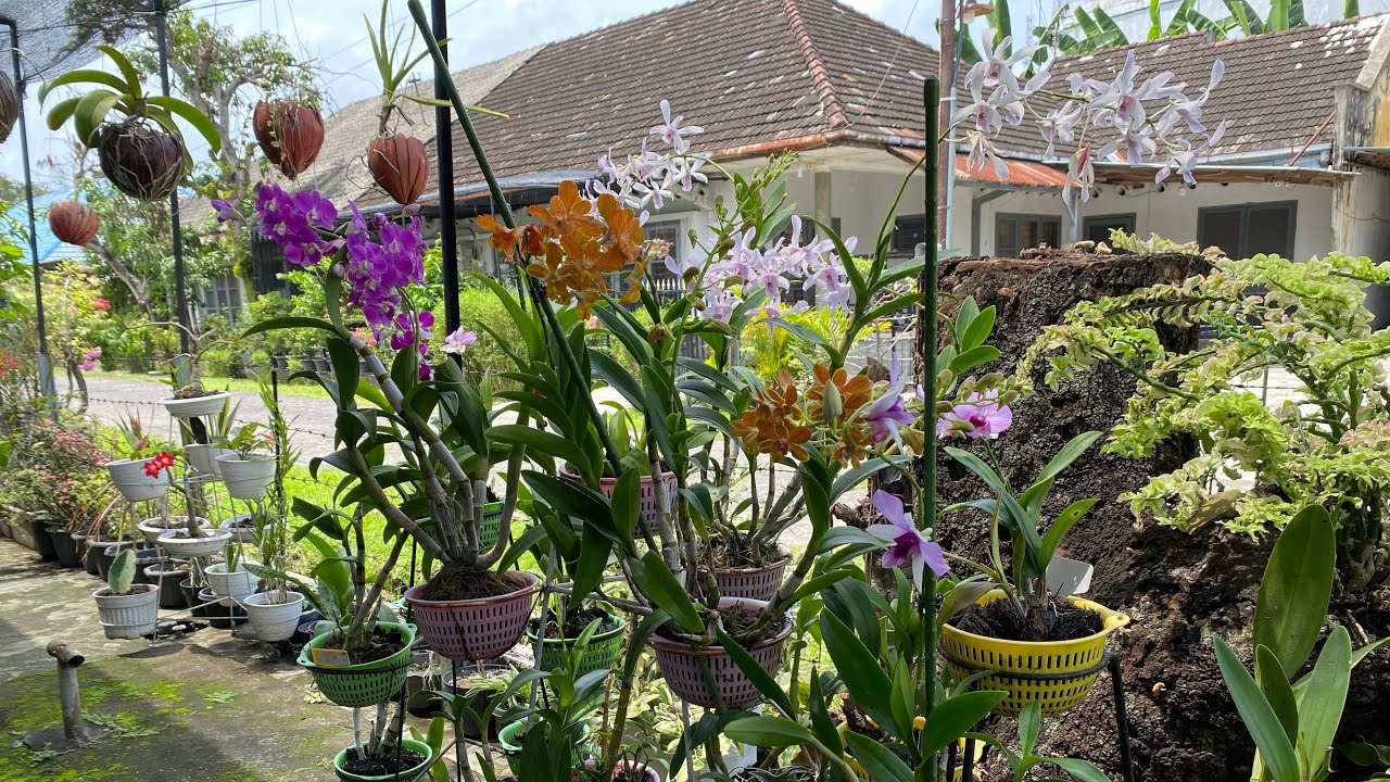 Bunga Anggrek yang sedang Mekar - YouTube