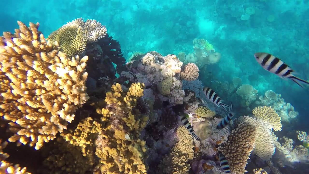 Great Barrier Reef 2016 - YouTube