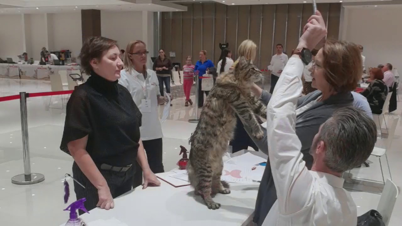 FIFe Cat Show 2018 - YouTube