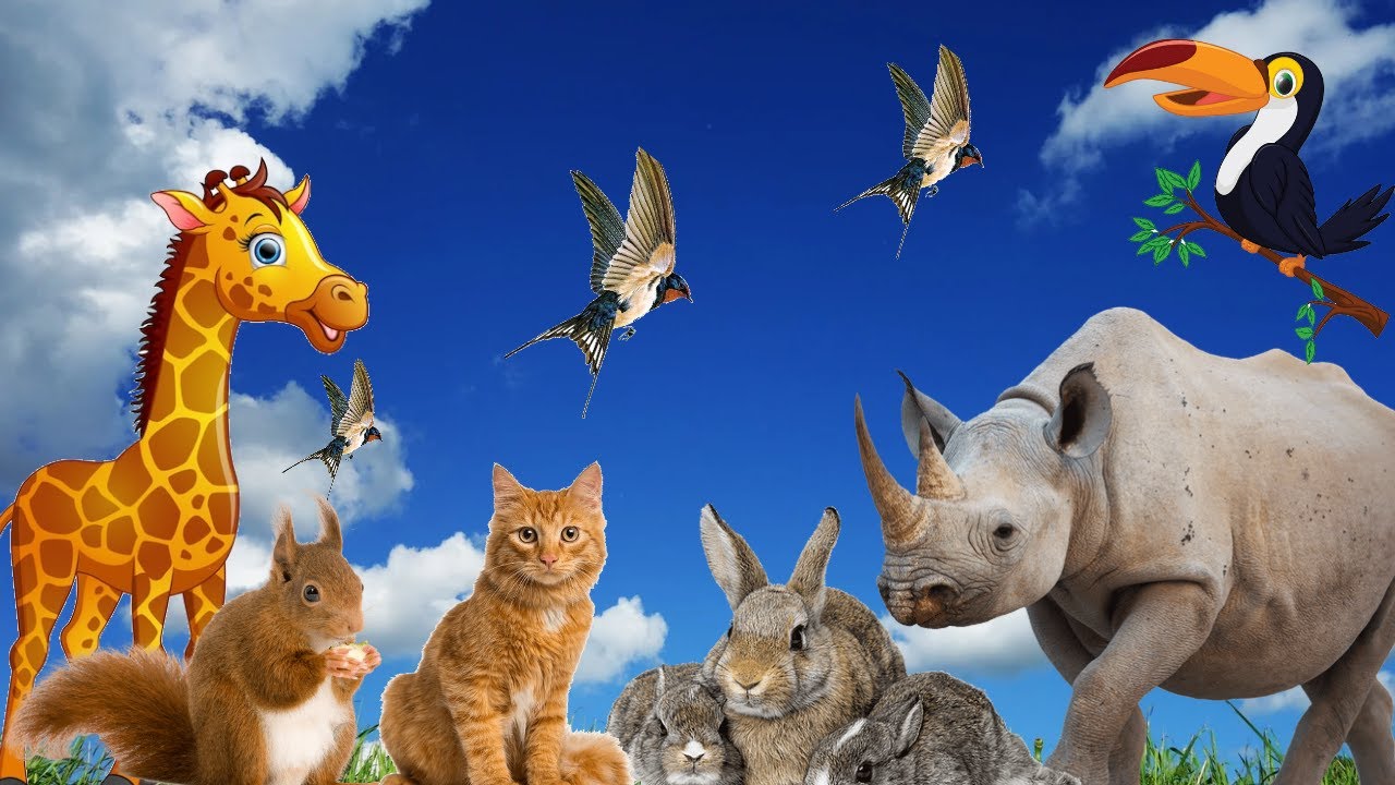 Animal Names and Sounds Learn Bird Species in English | Roar of animals ...