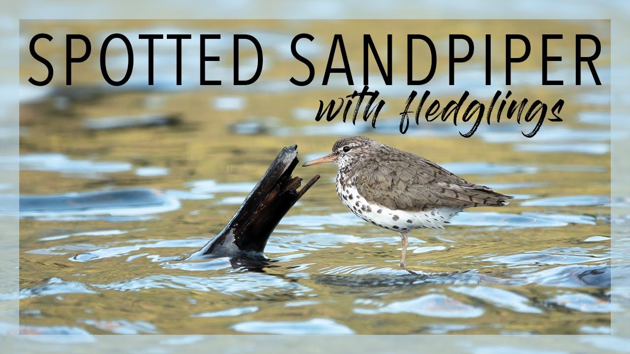 SPOTTED SANDPIPER with Adorable Fledgling Babies • Lake BIRDWATCHING by ...