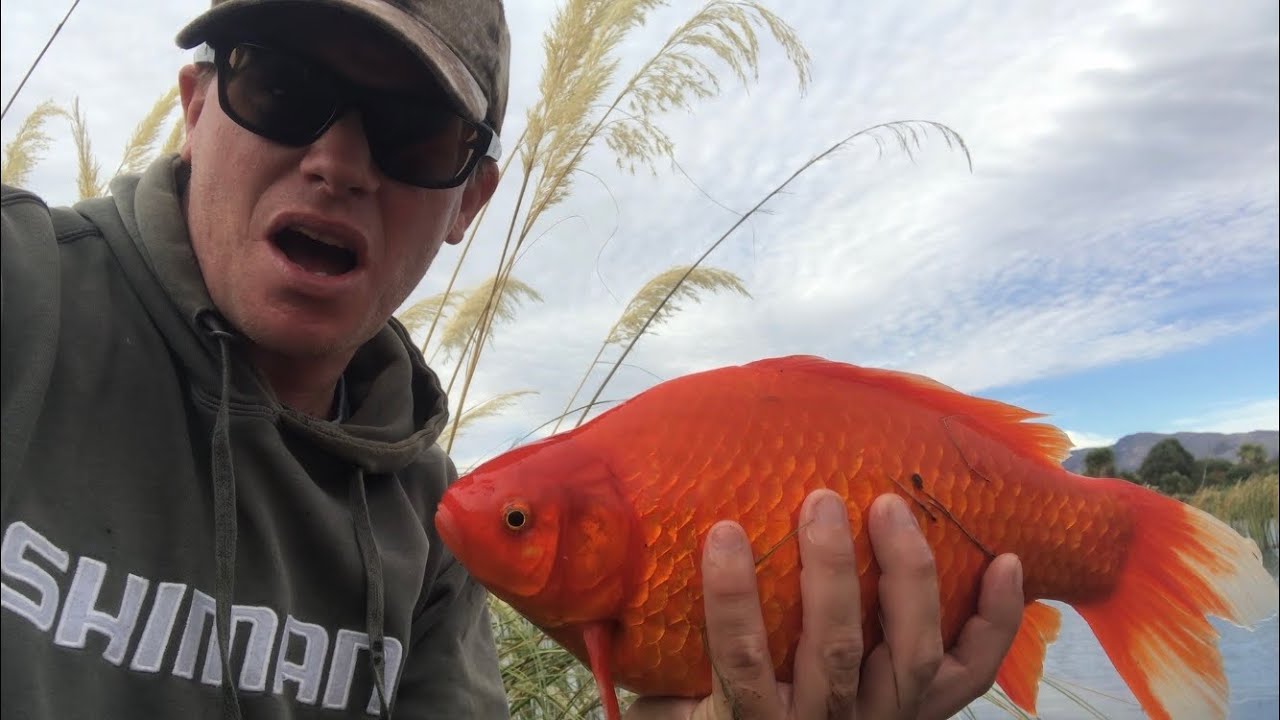 Coarse fishing for giant feral goldfish. Otago, New Zealand - YouTube