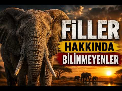 Dünyanın En Zeki Hayvanlarından Biri: Filler Hakkında Bilinmeyenler
