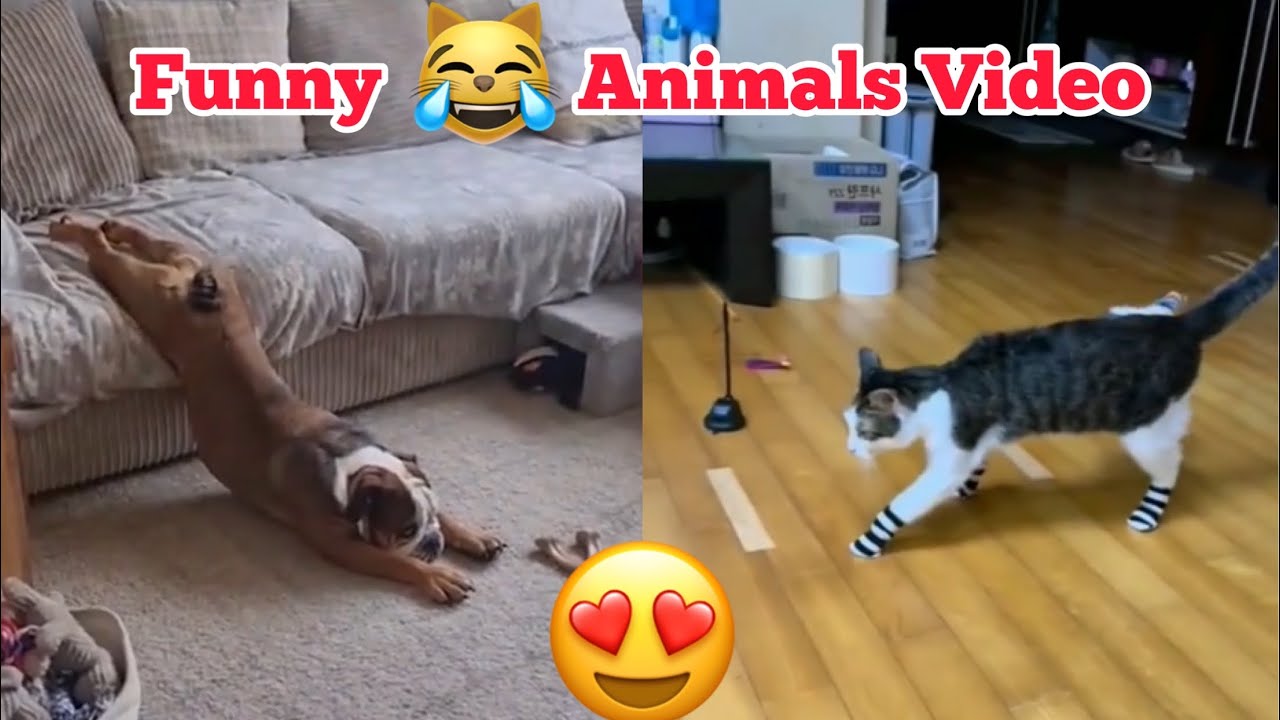 Funniest 🤣 Cats And Dogs video clips 24 / Funny Animals Video - YouTube