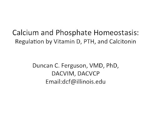 Calcium Physiology: Regulation by Vitamin D, PTH and Calcitonin