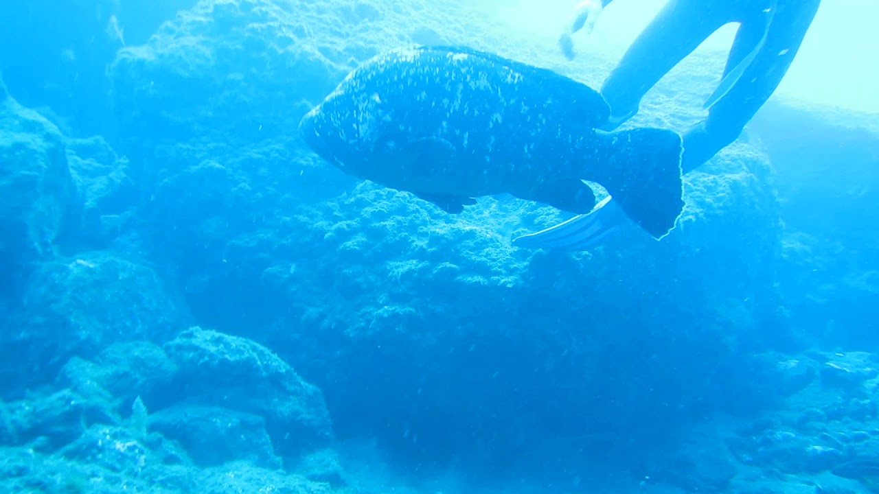 Garajua Dusky Grouper, Madeira - YouTube