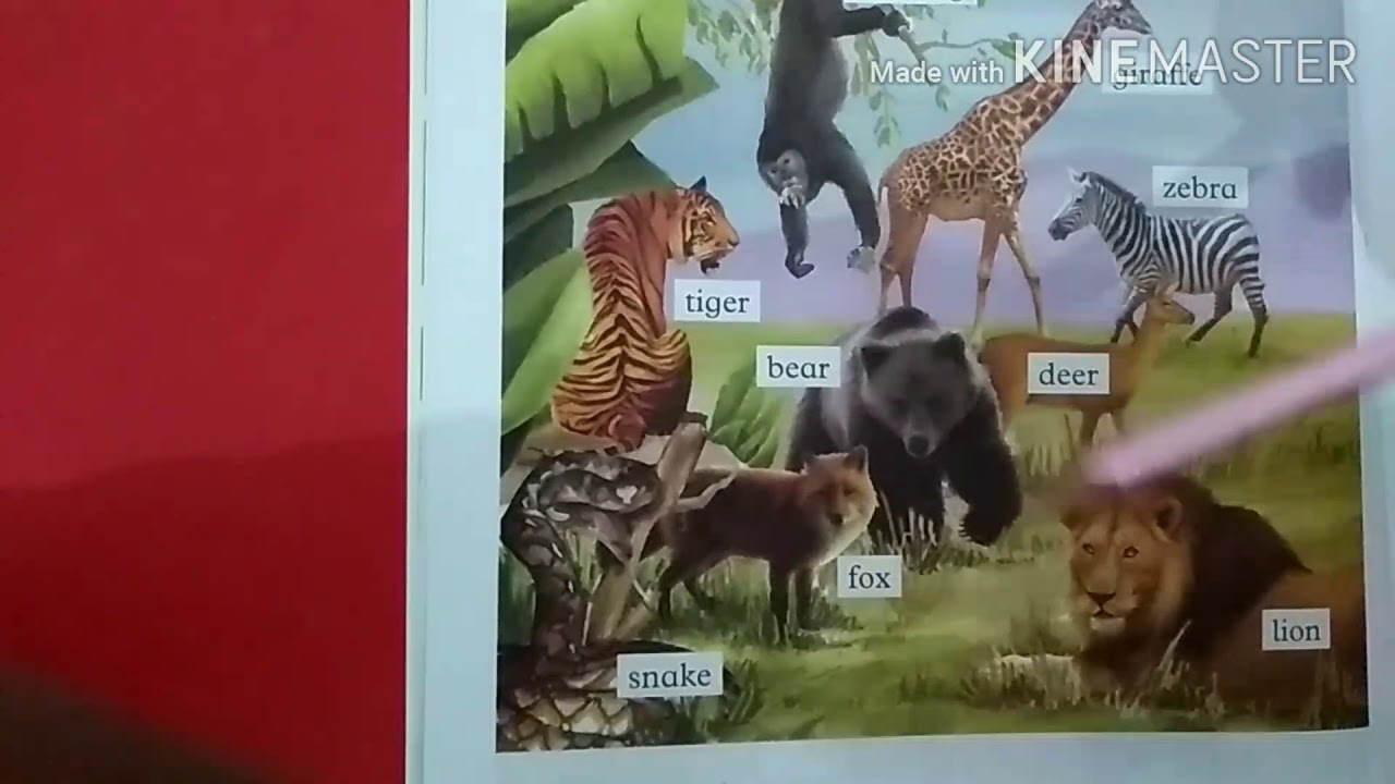 Oxford amazing science book 1 unit 2 Animals - YouTube