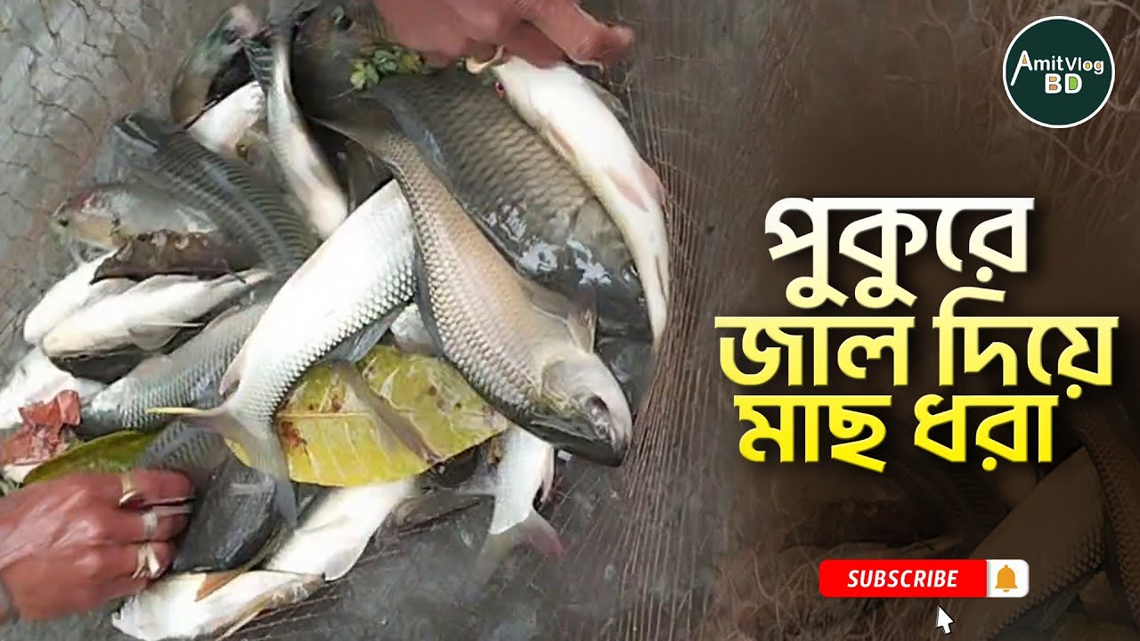 পুকুরে জাল দিয়ে মাছ ধরা || Fishing with a net in the pond || Amit Vlog BD - YouTube