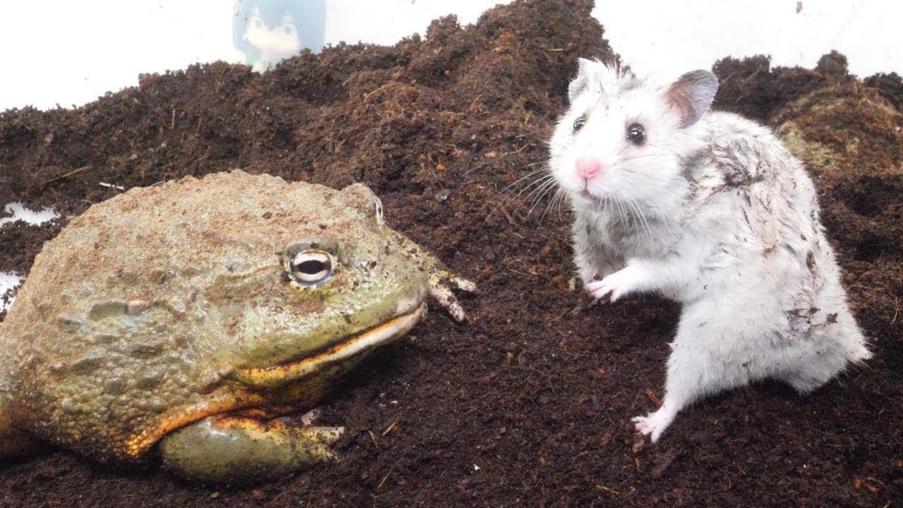 Huge Hamster And Giant African Bullfrog || Animal videos - YouTube