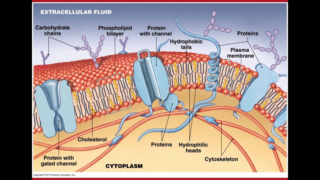 Module 4 - Video 2 - Cell Membrane - YouTube