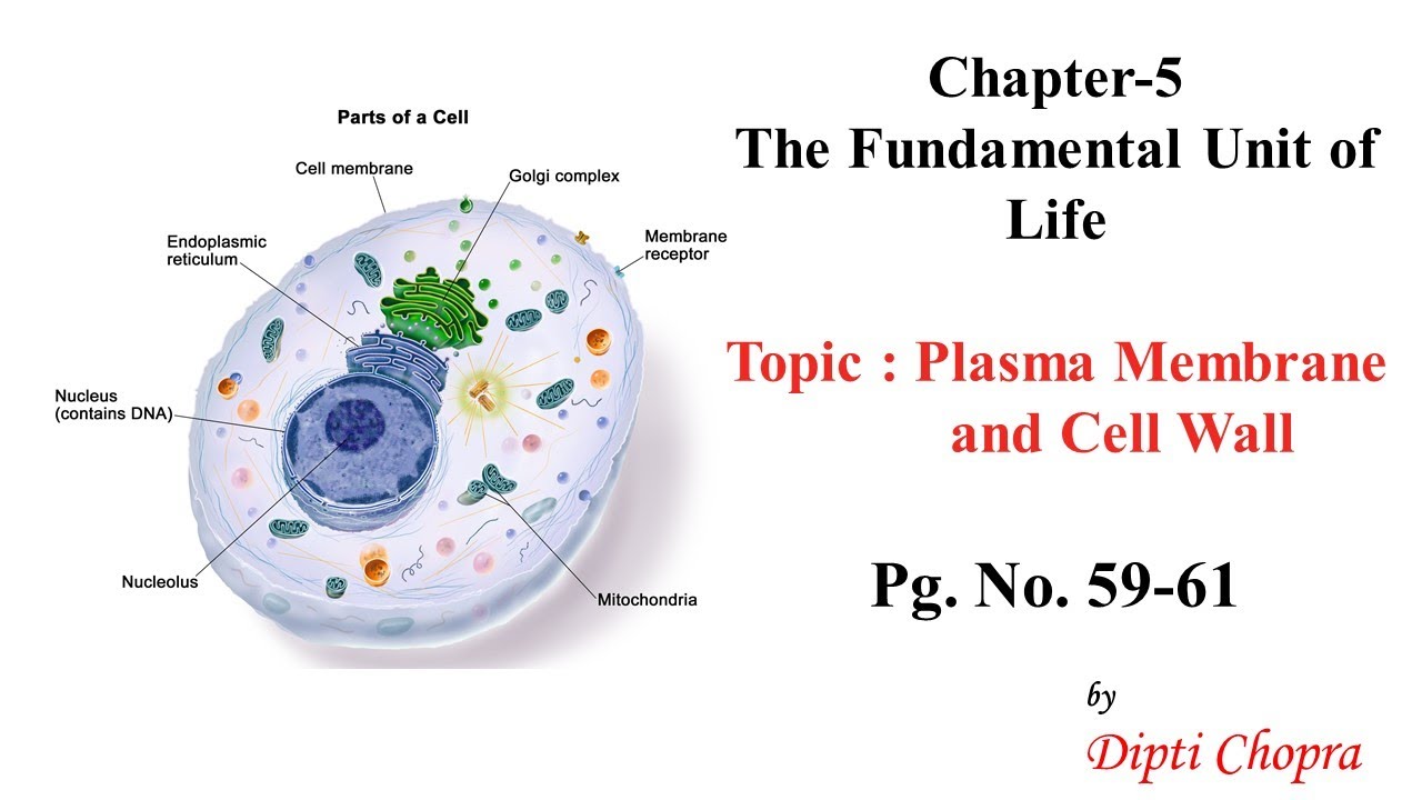 Class IX: Plasma Membrane and Cell Wall| The Fundamental unit of Life ...
