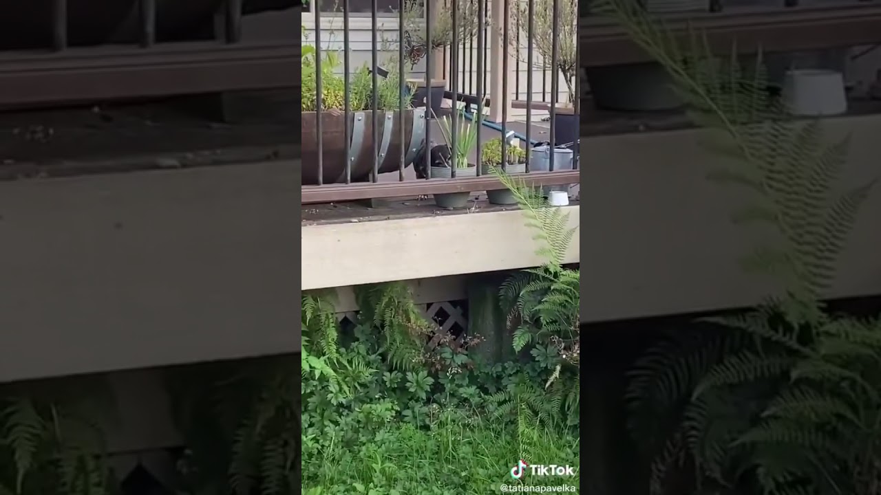 Dogs Eating Dirt And Grass YouTube dogs-eating-dirt-and-grass-youtube