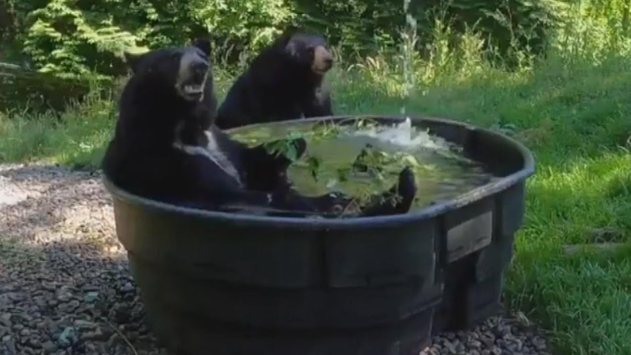 These Bears Know How to Beat the Heat - YouTube
