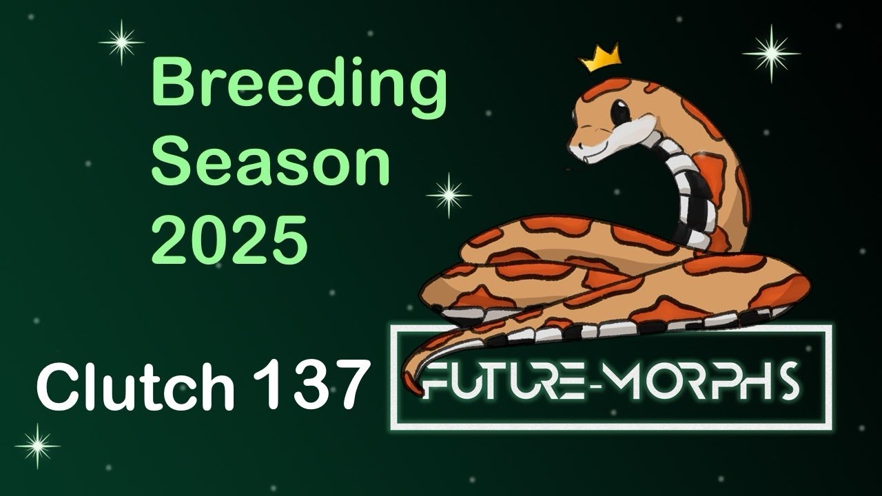 Clutch 137: Red Bellies | Future-Morphs - YouTube