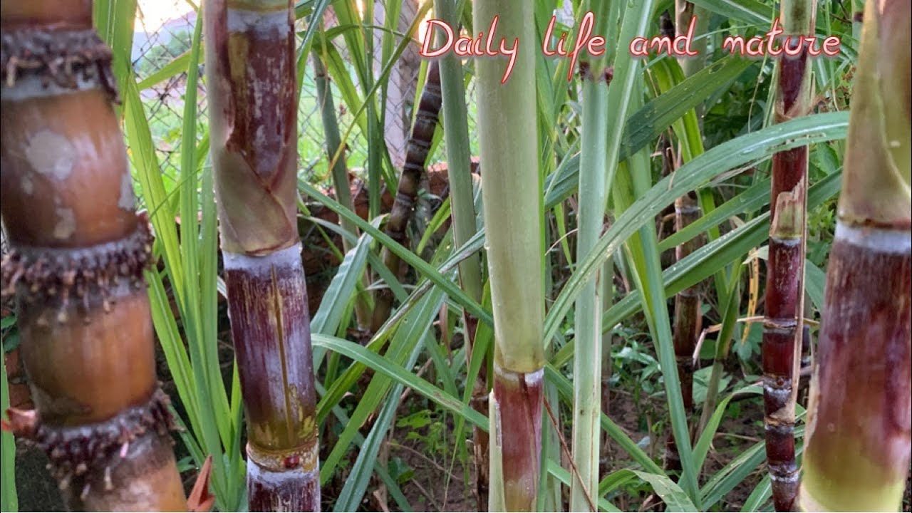 How To Grow Sugar Cane | Sugar Cane Growing | Daily Life and Nature ...