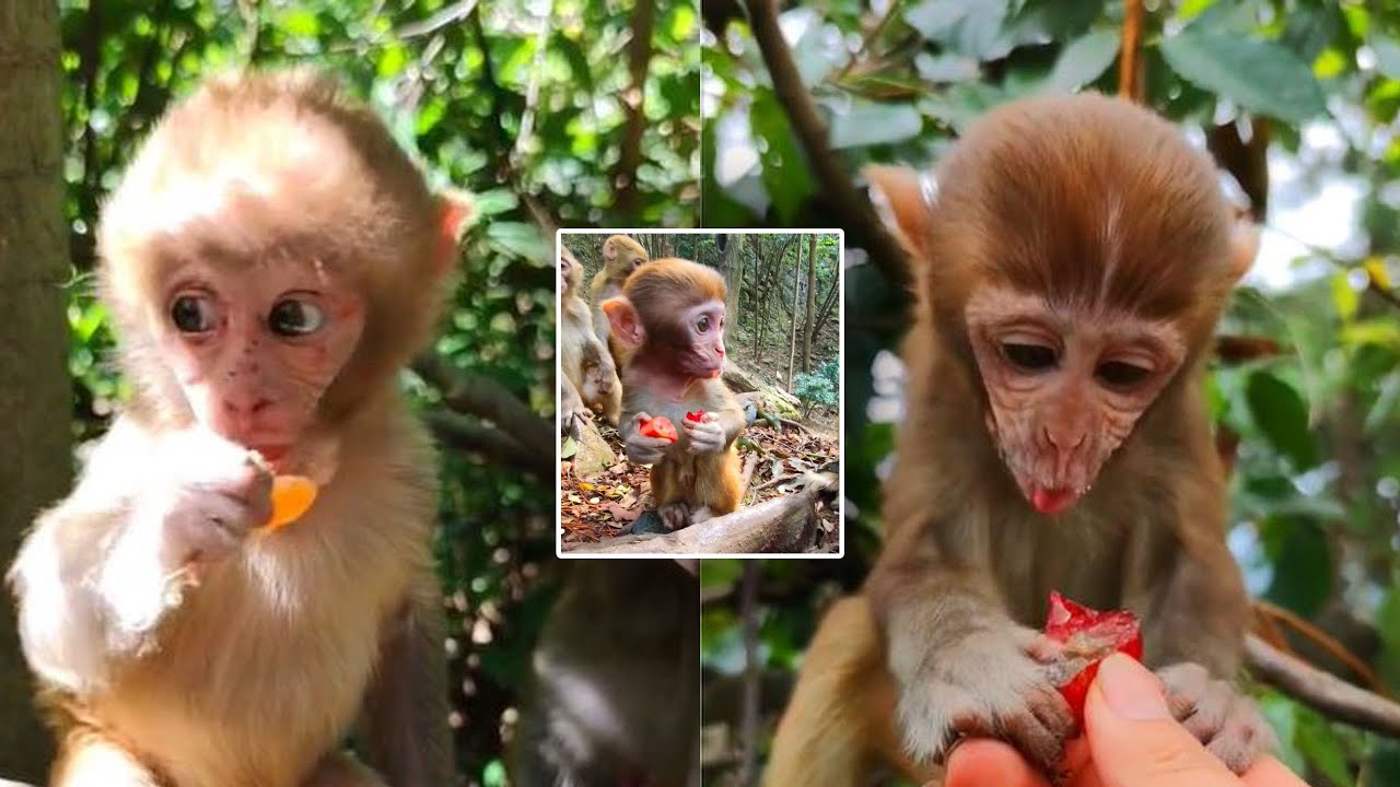it you have seen this baby monkey, you will feel happy. - YouTube