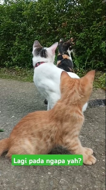 Pada ngapa yah? - YouTube