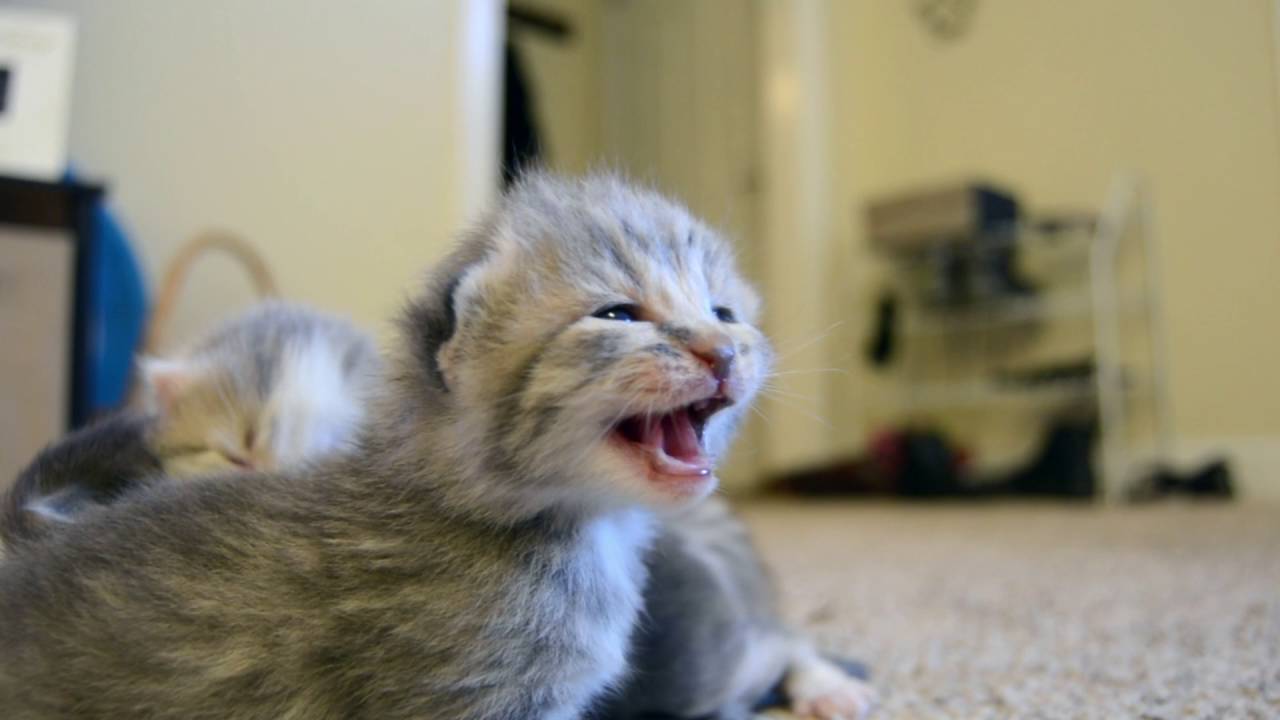 Bundle Of Kittens - YouTube